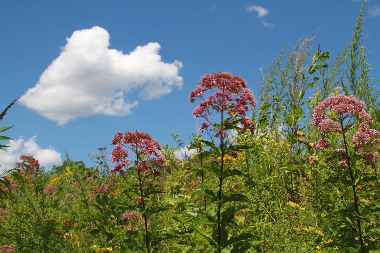 Hale Day Camp - Hale Education