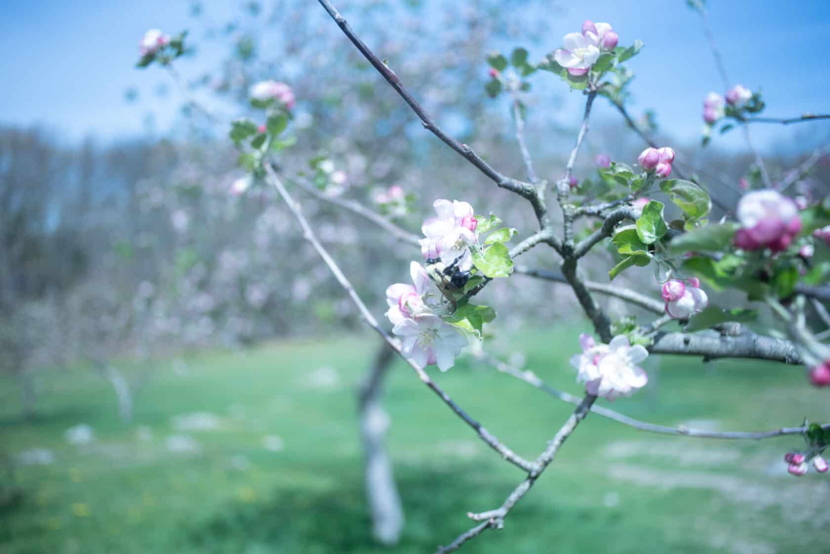 Visitor Guidelines - Hale Education