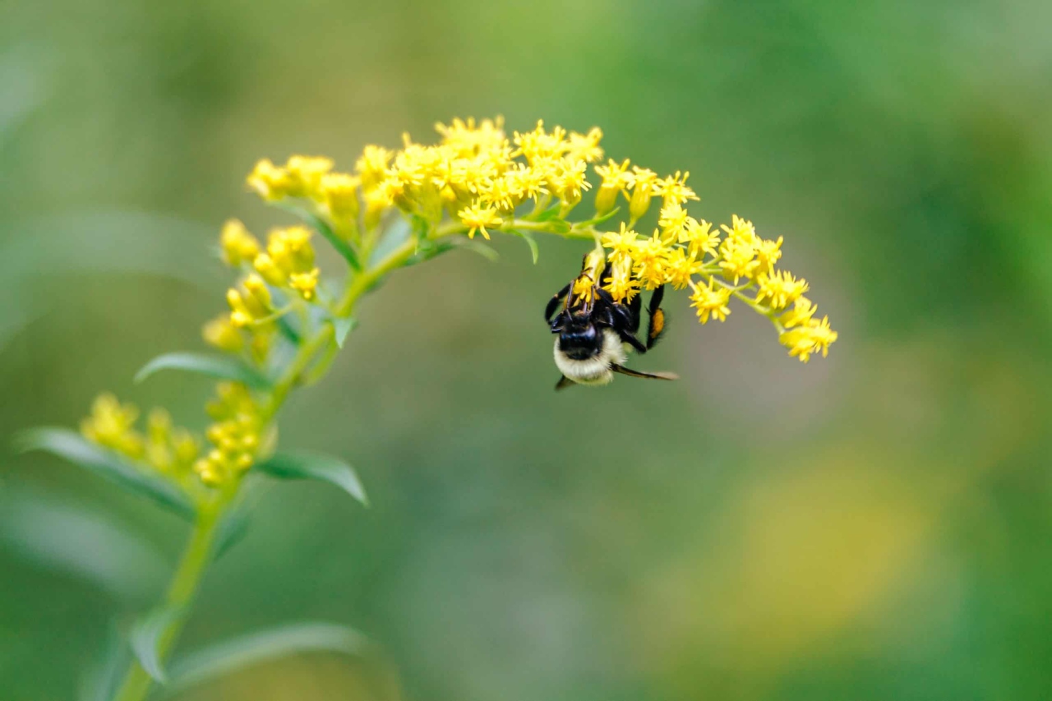 Visitor Guidelines - Hale Education