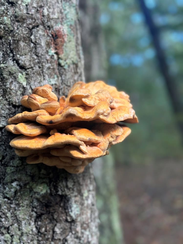 Getting Started with Mushroom Identification - Hale Education
